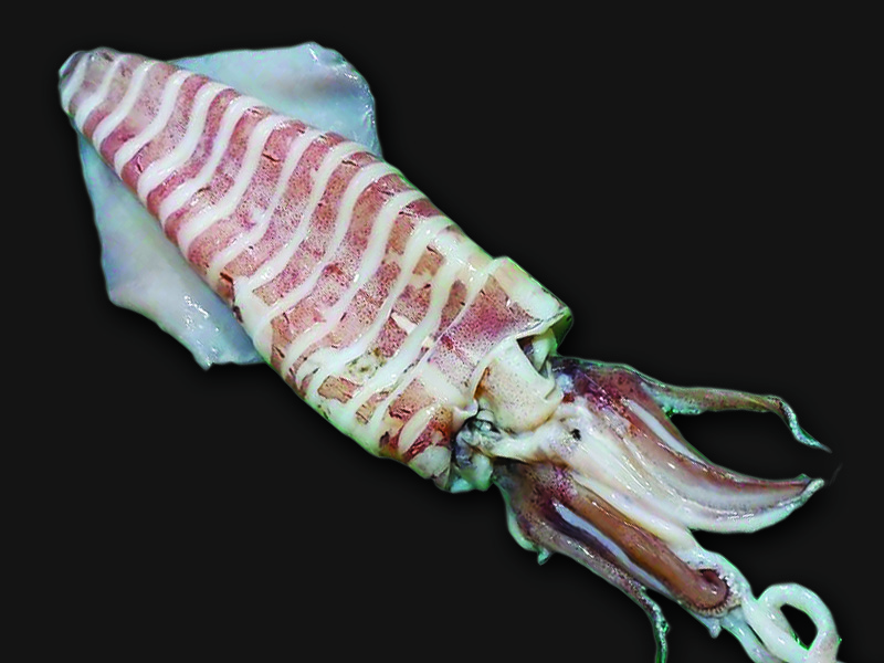 Calamar Cantábrico limpio congelado - Alusaldu. Productos Gastronómicos